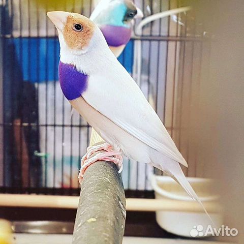 Амадина гульда серебро Кг Фг