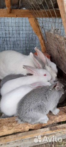 Крольчиха с крольчатами