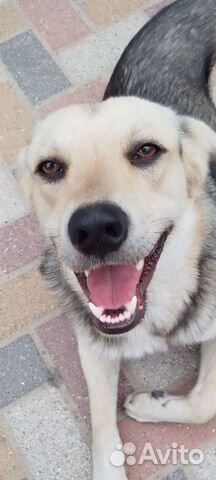 Появился в центре домашний пес -Барбос