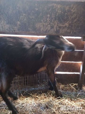 Козел нубийский 1 г 3 мес