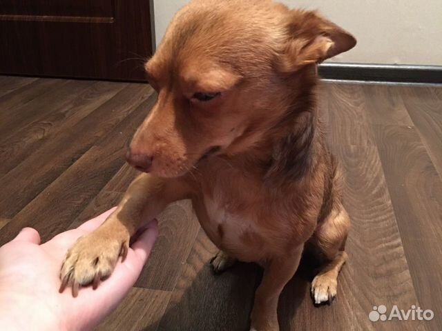 Вязка той-терьер