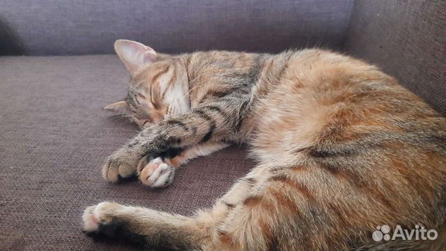 Кошка в дар