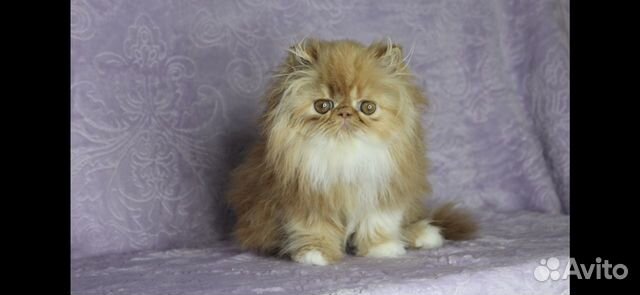 Персидские котята