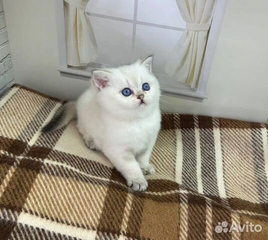 Золотая колорная британка