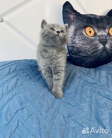 Шотландские прямоухие котята