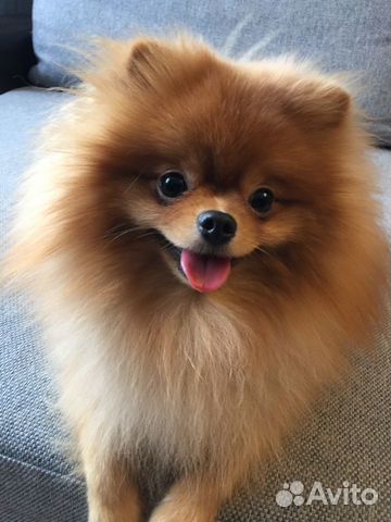 Кобель для вязки шпиц