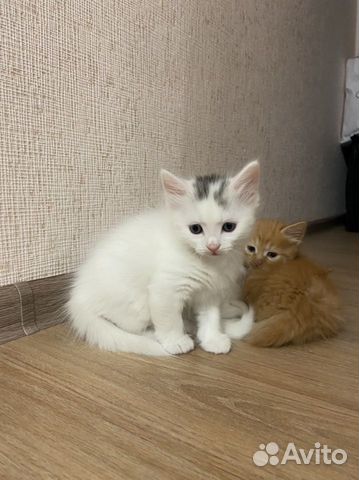 Ангорские котята