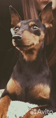 Цвергпинчер