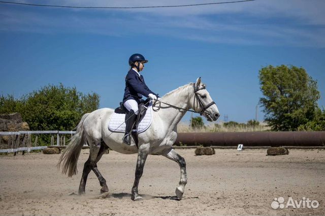 Спокойный мерин