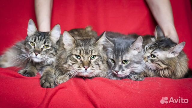 Коты и кошки (коттэ)