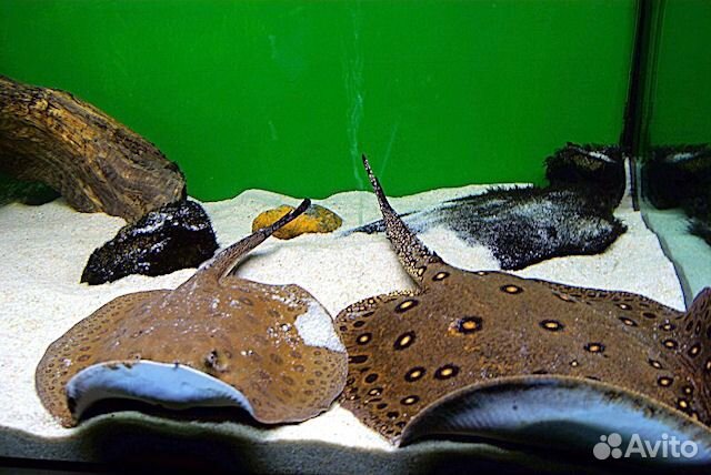 Пара скатов моторо