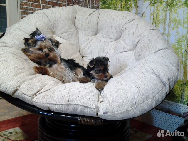 Щенки йорки