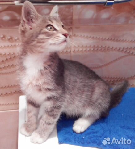 Нюся -Маленькая игрунья и ласкушка ищет свою семью