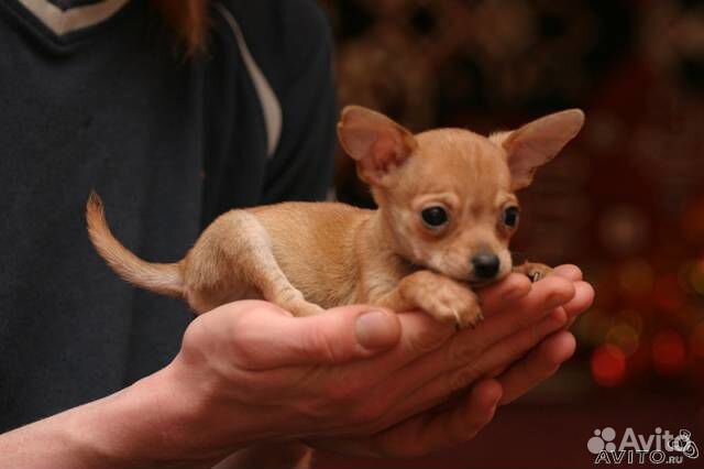 Тойтерьер Кобелёчки