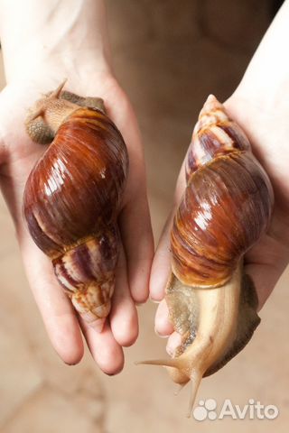Суту ахатины и др. африканкие улитки-гиганты