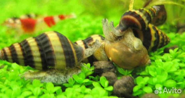 Улитка против улиток - Хелена