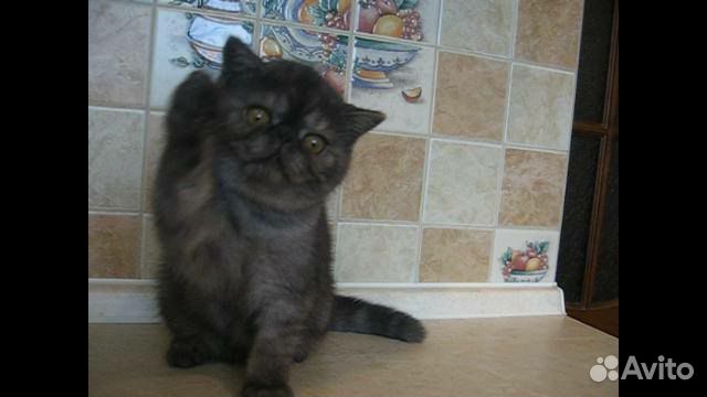 Плюшевая экзотическая кошечка окраса Black smoke