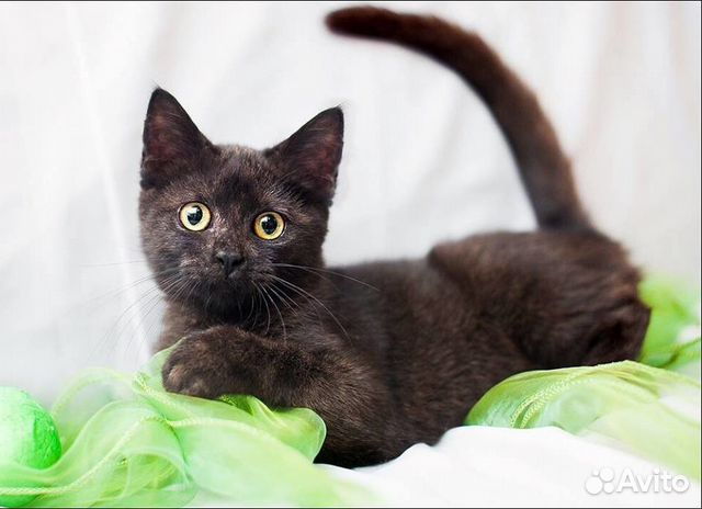 Малыши - черныши - котята в добрые руки