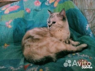 Котята в добрые руки от мамы шотландки