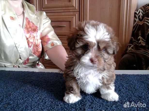 Щенки Болонки