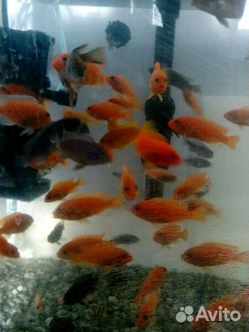 Малавийские цихлиды