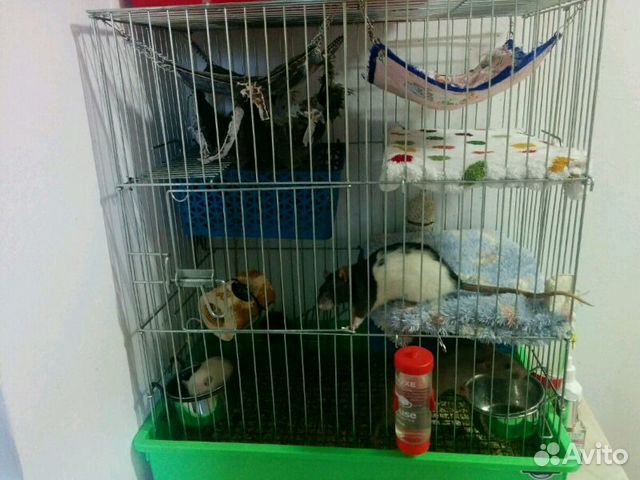 Крыска девочка в добрые руки