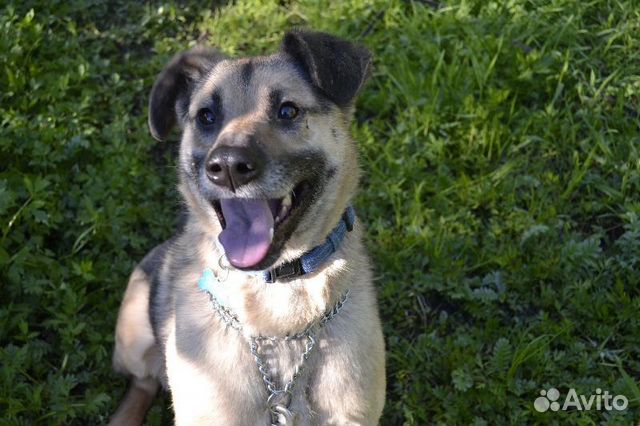 В дар замечательная собака Алекс