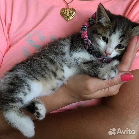 Чудесная девочка - котенок Таша в хорошие руки