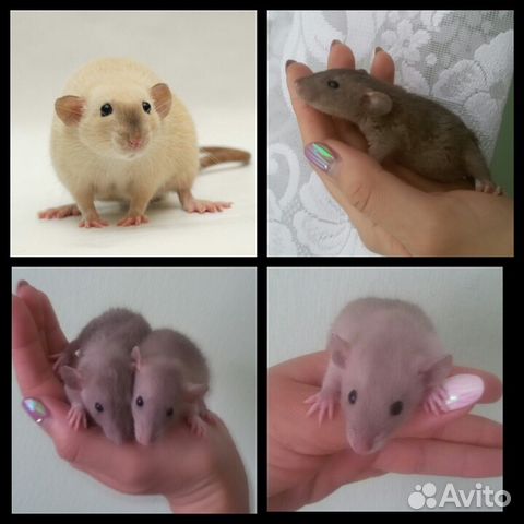 Крыски Дамбо Сиамы и Бурмизы