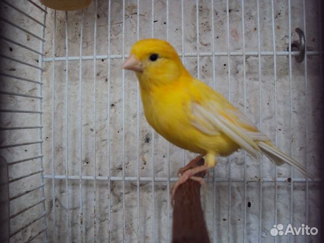 Самки кенаров