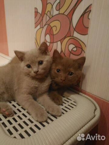 Британские котята