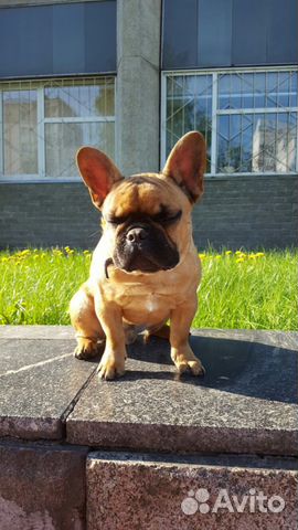 Мальчик Француз приглашает на вязку)