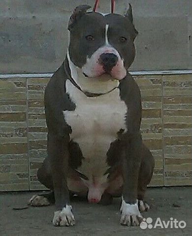 Шикарный щенок амстаффа. Самый надежный друг