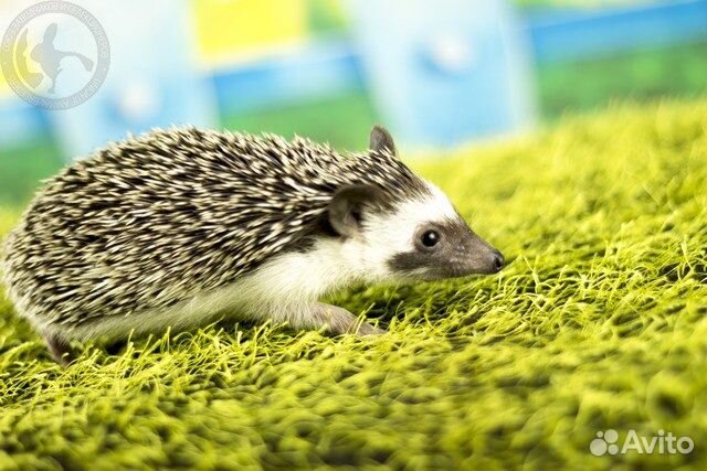 Девочка, африканский карликовый ежик, ручная