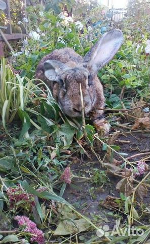 Ушастые и большие