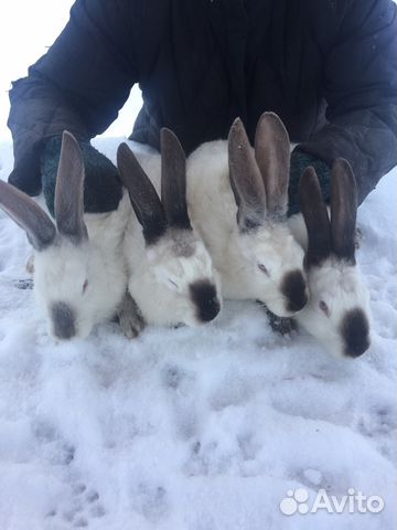 Кролики калифорнийские
