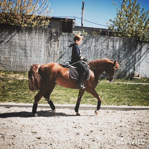 Сдается в аренду конь (мерин) по кличке Бурбон
