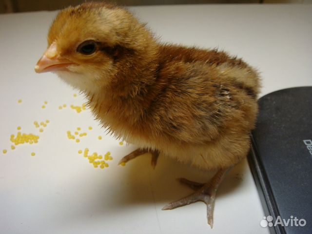 Билефельдер цыплята