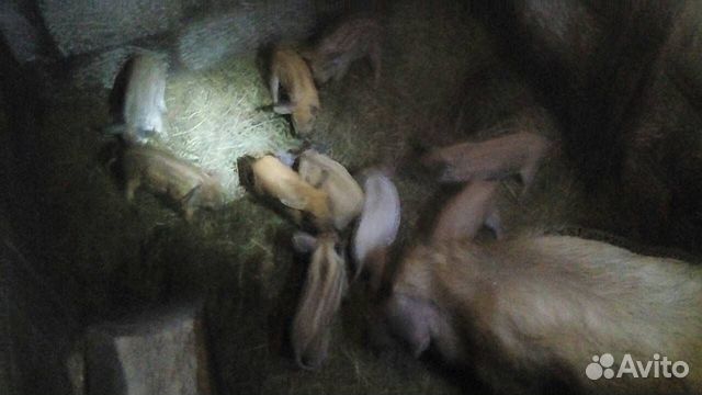 Венгерская Монгалица