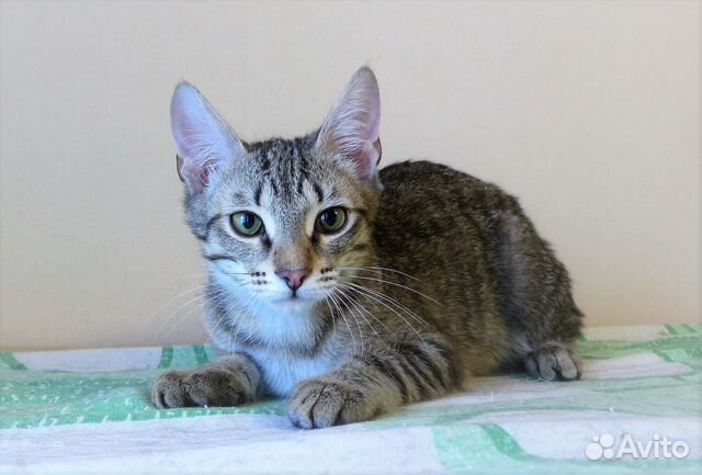 Озорной Тишка в добрые руки