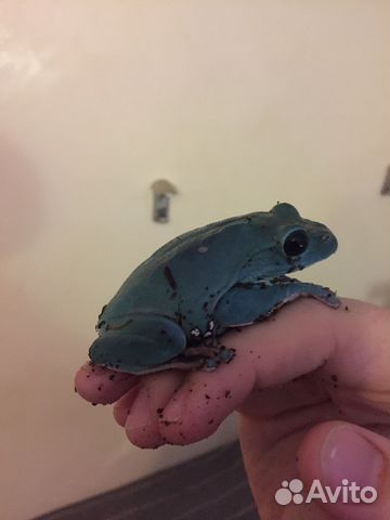 Исполинский веслоног