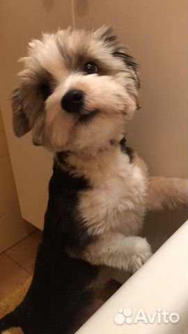 Вязка Бивер