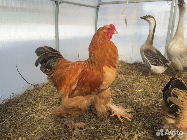 Петух брама палевая