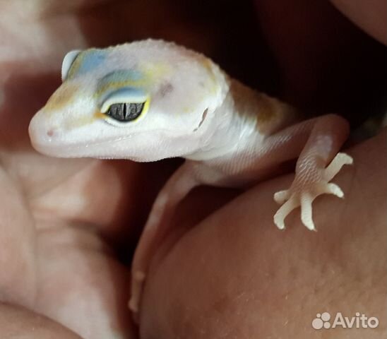 Продам морфных эублефаров