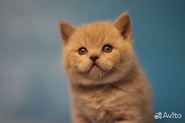 Шотландская лиловая кошечка