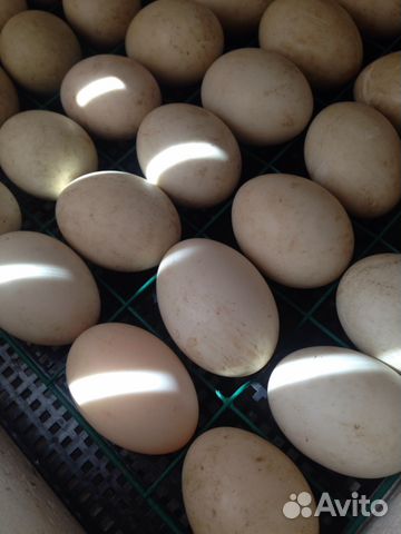 Инкубационные яйца индоутки и кур