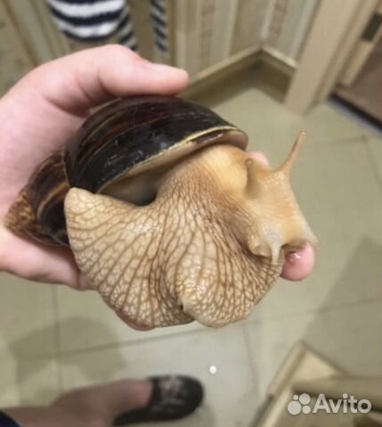 Улитка Ахатина Иммакулята