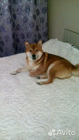 Кабель Сиба Ину приглашает на вязку