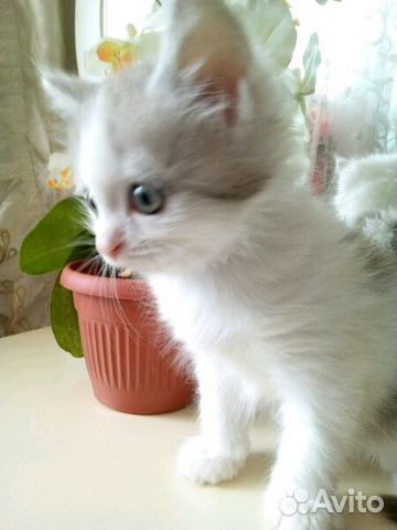 Котик 1 месяц