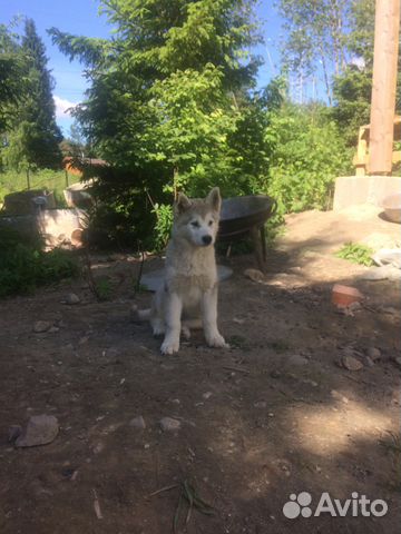 Маламут метис